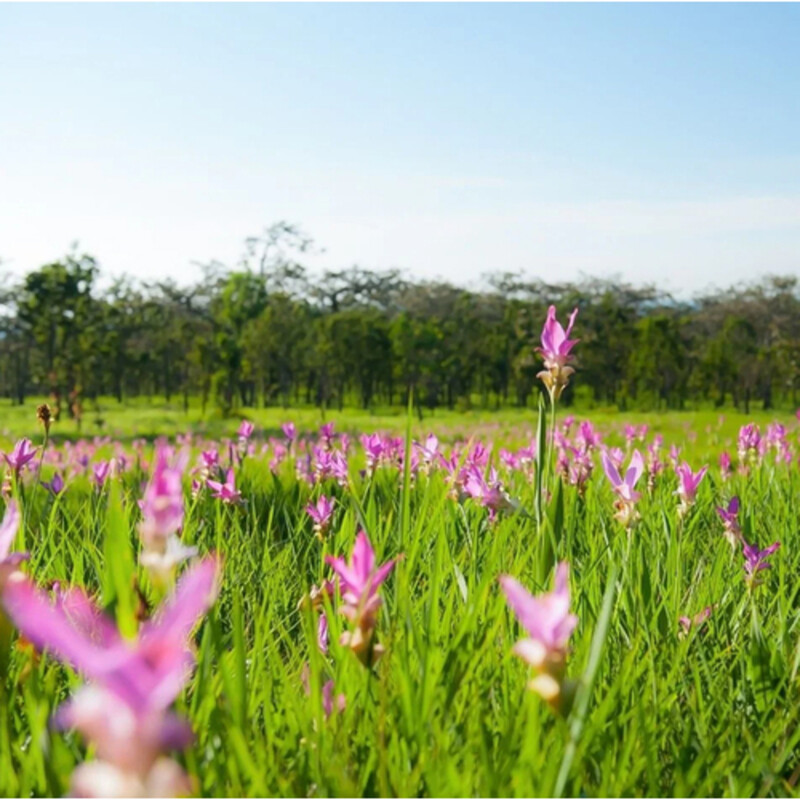 Seta Plant Based Latte Blend Tea Turmeric 120 g - Voilà Online ...