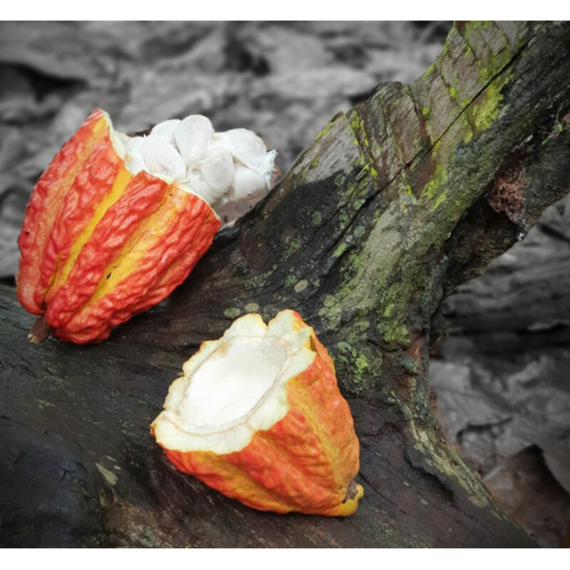 Seta Plant Based Latte Blend With Superfoods Cacao Latte 185 g - Voilà ...