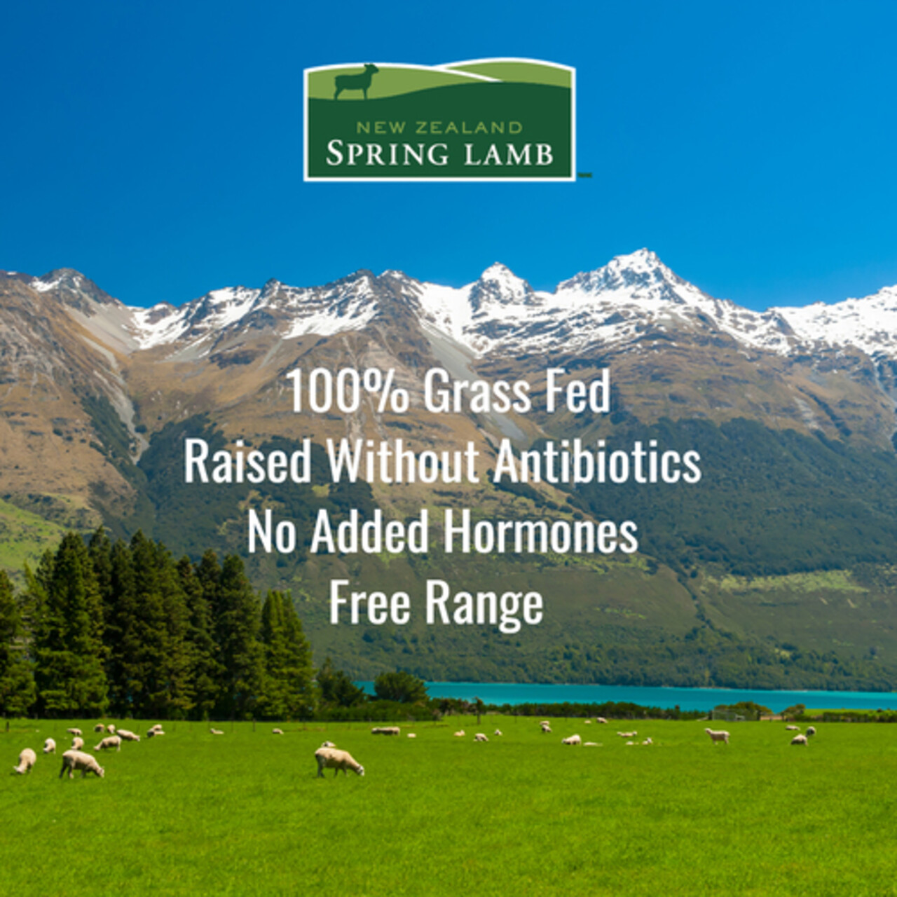New Zealand Spring Lamb Lean Ground Fresh Lamb 454 g - Voilà Online ...