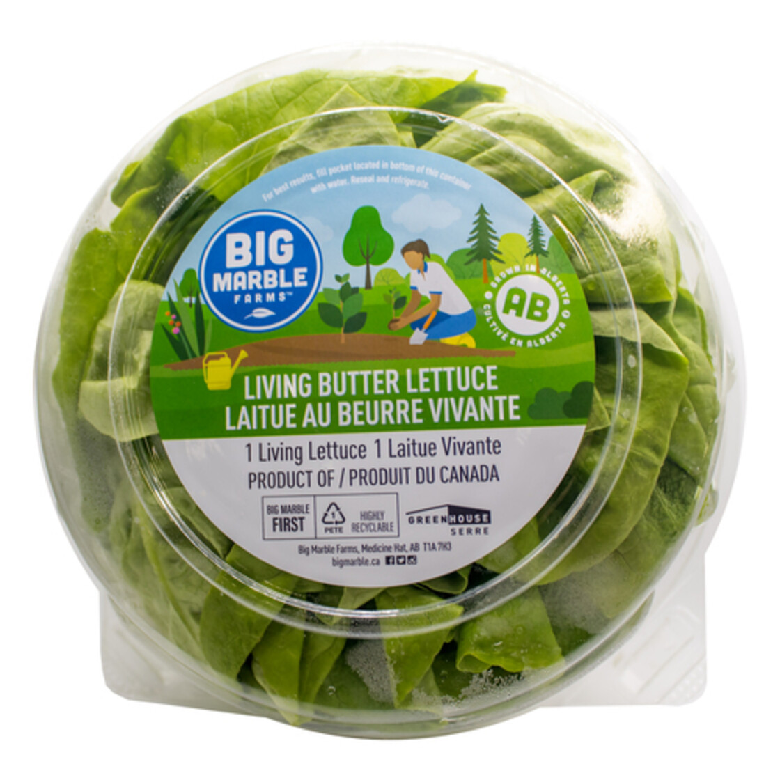 Clamshell Living Butter Lettuce 1 Count - Voilà Online Groceries & Offers