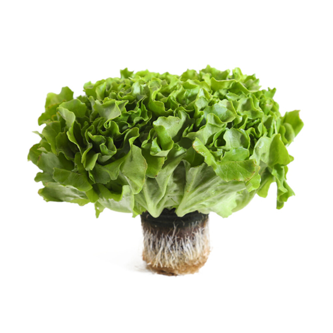 Living Green Leaf Lettuce 1 Count - Voilà Online Groceries & Offers