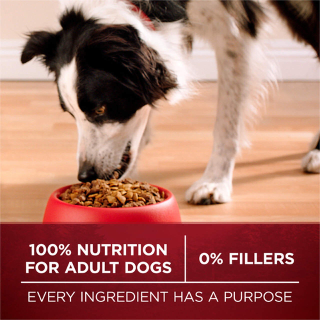 Purina ONE Dry Dog Food True Instinct Turkey & Venison 1.72 kg - Voilà ...