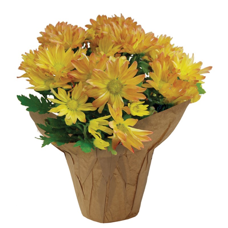 Potted Mums 4.5-Inch - Voilà Online Groceries & Offers