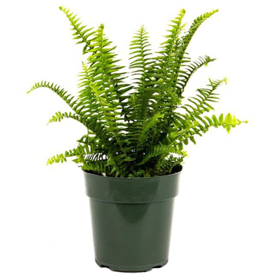 Jester Fern 4-Inch - Voilà Online Groceries & Offers